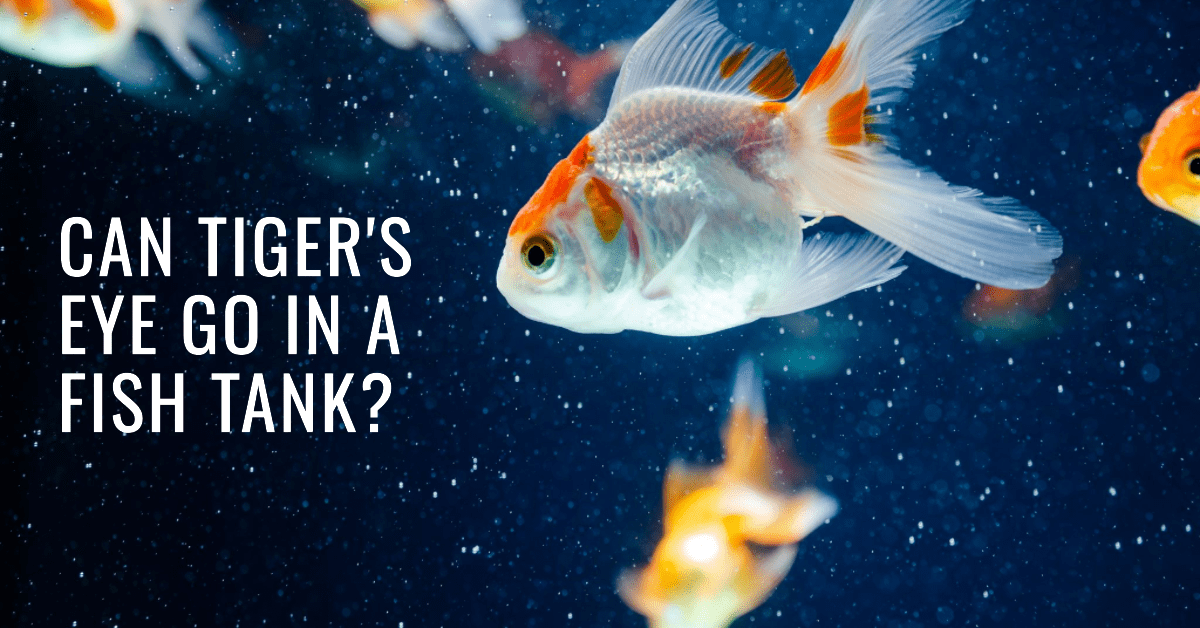 Can Tiger's Eye Go in a Fish Tank? (Read This First) - Crystal With